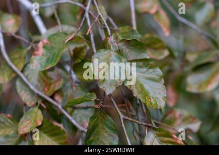 Beech forest, form purple drooping, branches with leaves Stock Photo ...
