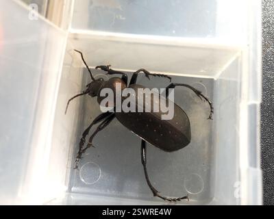 (Calosoma chinense), Insecta, Saitama, JP Stock Photo - Alamy