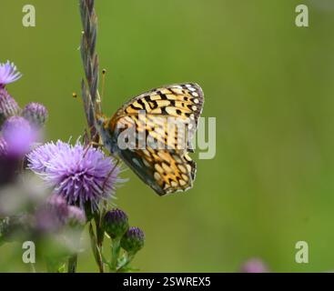 Callippe Fritillary (Argynnis callippe), Insecta, Thompson-Nicola, BC ...
