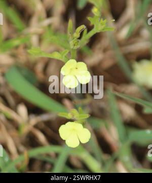 Witchweed (Striga asiatica), Plantae, Kengeri Satellite Town, Bengaluru ...