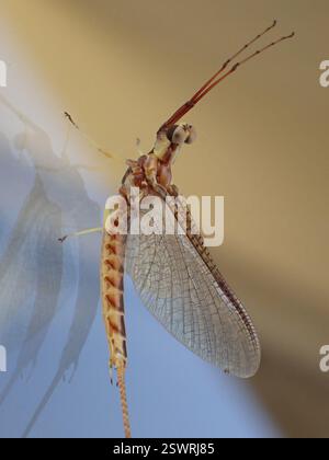 Giant Mayflies (Hexagenia), Insecta, Swift Current, SK, Canada, Maybe ...