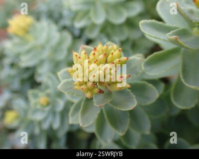 Roseroot (Rhodiola rosea), Plantae, Handa Island, Lairg, Scotland, GB ...