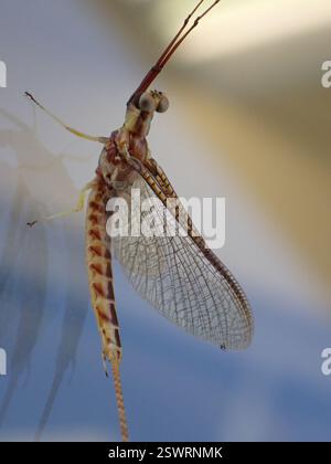Giant Mayflies (Hexagenia), Insecta, Swift Current, SK, Canada, Maybe ...