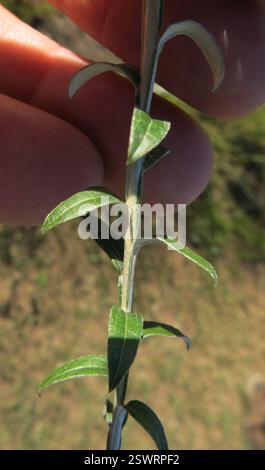 dicots (Magnoliopsida), Plantae, uMgungundlovu District Municipality ...