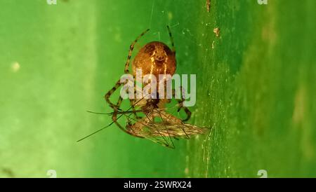 (Metellina), Arachnida, Parco paleontologico di Cene Stock Photo - Alamy