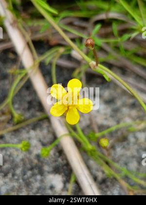Creeping Spearwort (Ranunculus reptans), Plantae, Лахденпохский р-н ...