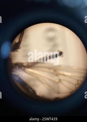 Shiny-edged Bandit (Cyrtopogon marginalis), Insecta, Harmony Bay ...