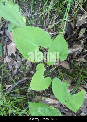 asters and allies (Astereae), Plantae, Burlington, ON, Canada Stock ...