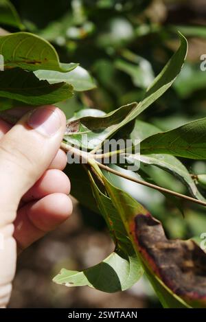 Terminalia muelleri Terminalia muelleri Stock Photo - Alamy