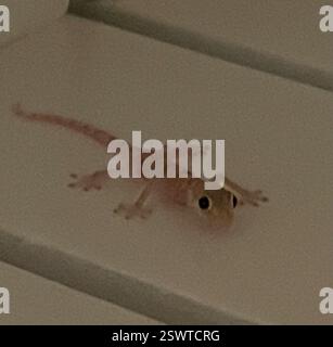 Yellow Fan-fingered Gecko (Ptyodactylus hasselquistii), Reptilia ...