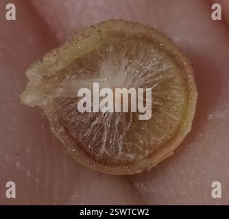 Pear Gall Wasp (Cynips maculosus), Insecta, Forest Ranch, CA 95942, USA ...