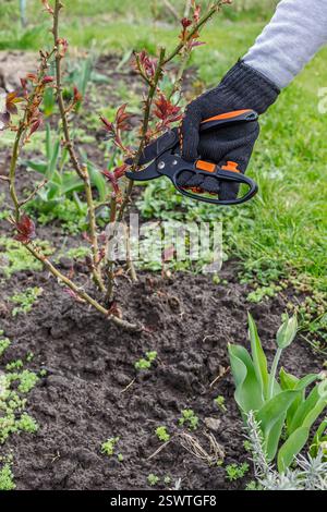 Female farmer looks after the garden. Pruning of fruit trees. Woman in ...