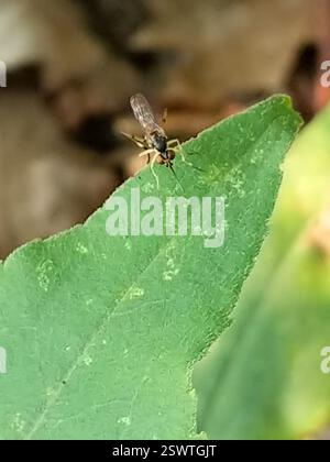 (Stylogaster neglecta), Insecta, Lackawanna County, US-PA, US Stock ...