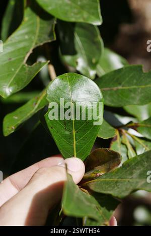 Terminalia muelleri Terminalia muelleri Stock Photo - Alamy