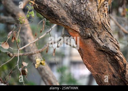 Siliguri, West Bengal, India. 22nd Nov, 2025. Booth Level Officers (BLO ...