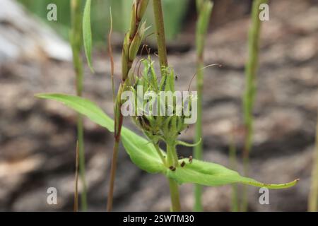 Whipple's penstemon (Penstemon whippleanus), Plantae, Los Alamos County ...