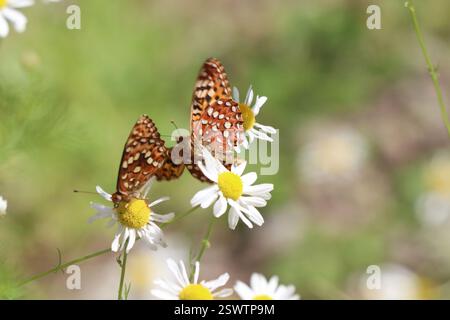 Hydaspe Fritillary (Argynnis hydaspe), Insecta, Black Mine Rd-gravel ...