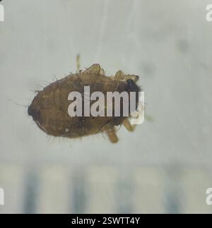 Plant Bugs (Miridae), Insecta, 64560 Riedstadt, Deutschland, 2 mm Alae ...