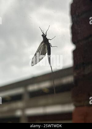 Giant Mayflies (Hexagenia), Insecta, Louisville Slugger Museum ...