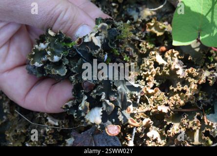 pelt lichens (Peltigera), Fungi, Powerview, Powerview-Pine Falls, MB ...