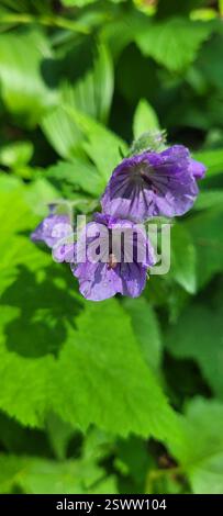 woolly cranesbill (Geranium erianthum) Plantae Stock Photo - Alamy
