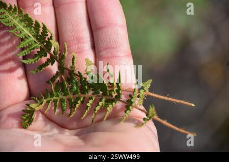 rusty woodsia (Woodsia ilvensis), Plantae, Powerview, Powerview-Pine ...