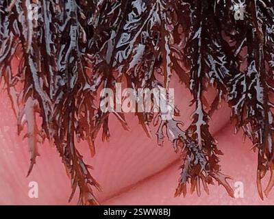 (Gelidium coulteri), Plantae, Santa Cruz, California, United States ...