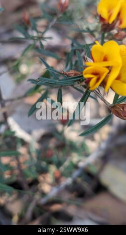 Common Aotus (Aotus ericoides Stock Photo - Alamy