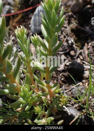 stonecrops (Sedum), Plantae, Thompson-Nicola, BC, Canada Stock Photo ...