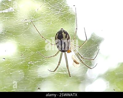 (Neriene emphana), Arachnida, Savasleika Stock Photo - Alamy
