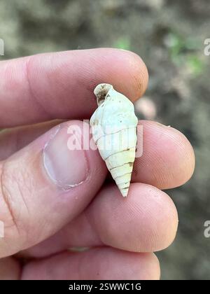 Sharp Hornsnail (Pleurocera acuta) Mollusca Stock Photo - Alamy