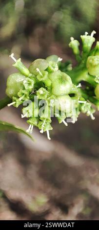 (Guapira petenensis), Plantae, Puerto Vallarta, MX-JA, MX Stock Photo ...