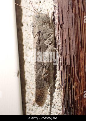 Carolina Grasshopper (Dissosteira carolina), Insecta, Val Marie No. 17 ...