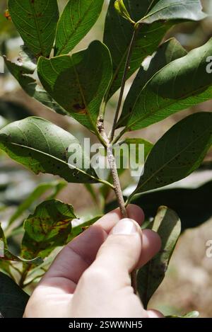 Terminalia muelleri Terminalia muelleri Stock Photo - Alamy