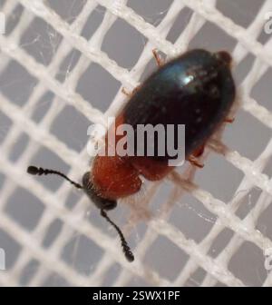 Red-shouldered Ham Beetle (Necrobia ruficollis), Insecta, Graafland ...