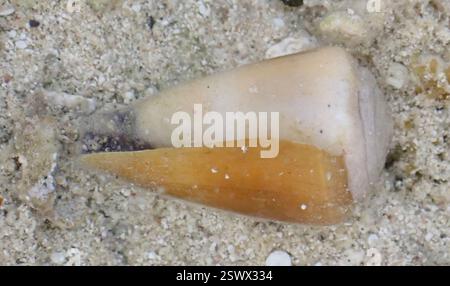 Virgin Cone (Conus virgo), Mollusca, Marsa Alam, Red Sea, EG Stock ...