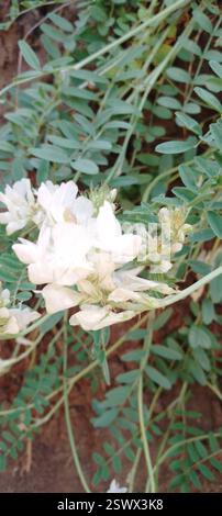 Gmelin's sweetvetch (Hedysarum gmelinii), Plantae, Ширинский р-н, Респ ...