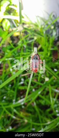 Indian Red Bug (Probergrothius sanguinolens) Insecta Stock Photo - Alamy