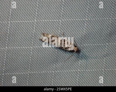 (Eucosmini), Insecta, Val Marie No. 17, SK S0N, Canada, This ...