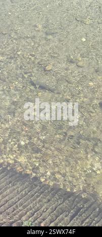 Common Barbel (Barbus barbus), Actinopterygii, 48210 La Malène, France ...