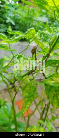 Garden cross spider (Argiope pulchella), Arachnida, Kumplampoika ...