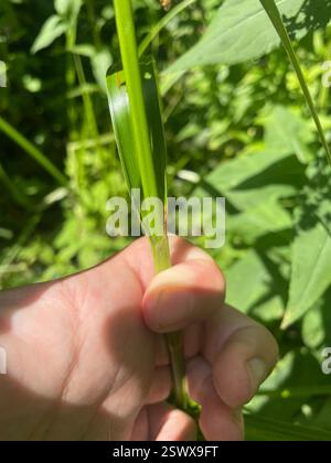 Woodland Beakrush (Scirpus expansus) Plantae Stock Photo - Alamy