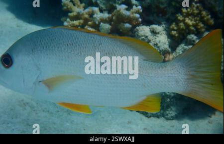 Onespot Snapper (Lutjanus monostigma), Actinopterygii, Red Sea, Red Sea ...