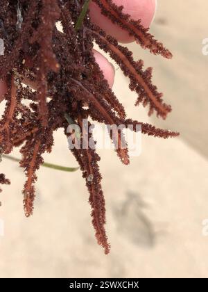Dense Sea Fern (Ptilota densa), Plantae, Fitzgerald Marine Reserve, San ...