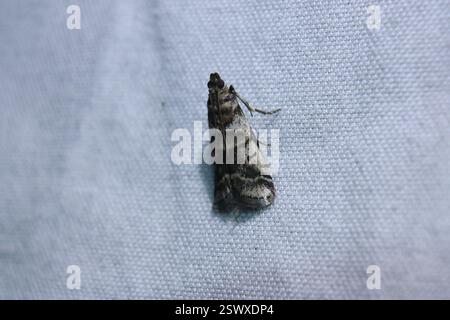 (Acrobasis), Insecta, Mile Island Moth Sheet Stock Photo - Alamy