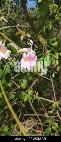 bignonia family (Bignoniaceae), Plantae, 48283 Jal., México Stock Photo ...