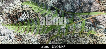 rusty woodsia (Woodsia ilvensis), Plantae, Powerview, Powerview-Pine ...