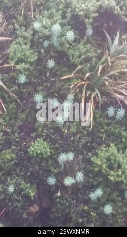 Shore Spurge (Euphorbia glauca), Plantae, Cornwall Park, Auckland ...