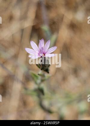 woollyhead lessingia (Lessingia hololeuca) Plantae Stock Photo - Alamy