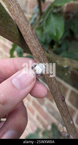 Soft scales (Coccidae), Insecta, Monken Hadley Church, Barnet EN5 5PZ ...
